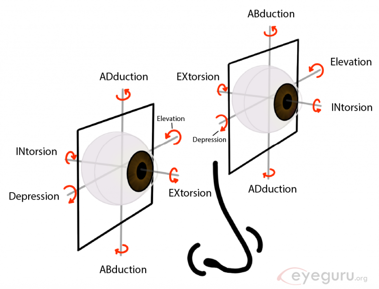 Extraocular movements explained - EyeGuru