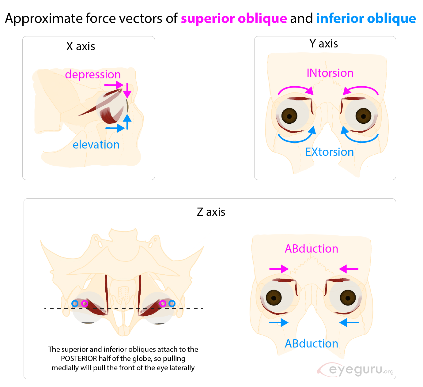 Extraocular movements explained - EyeGuru